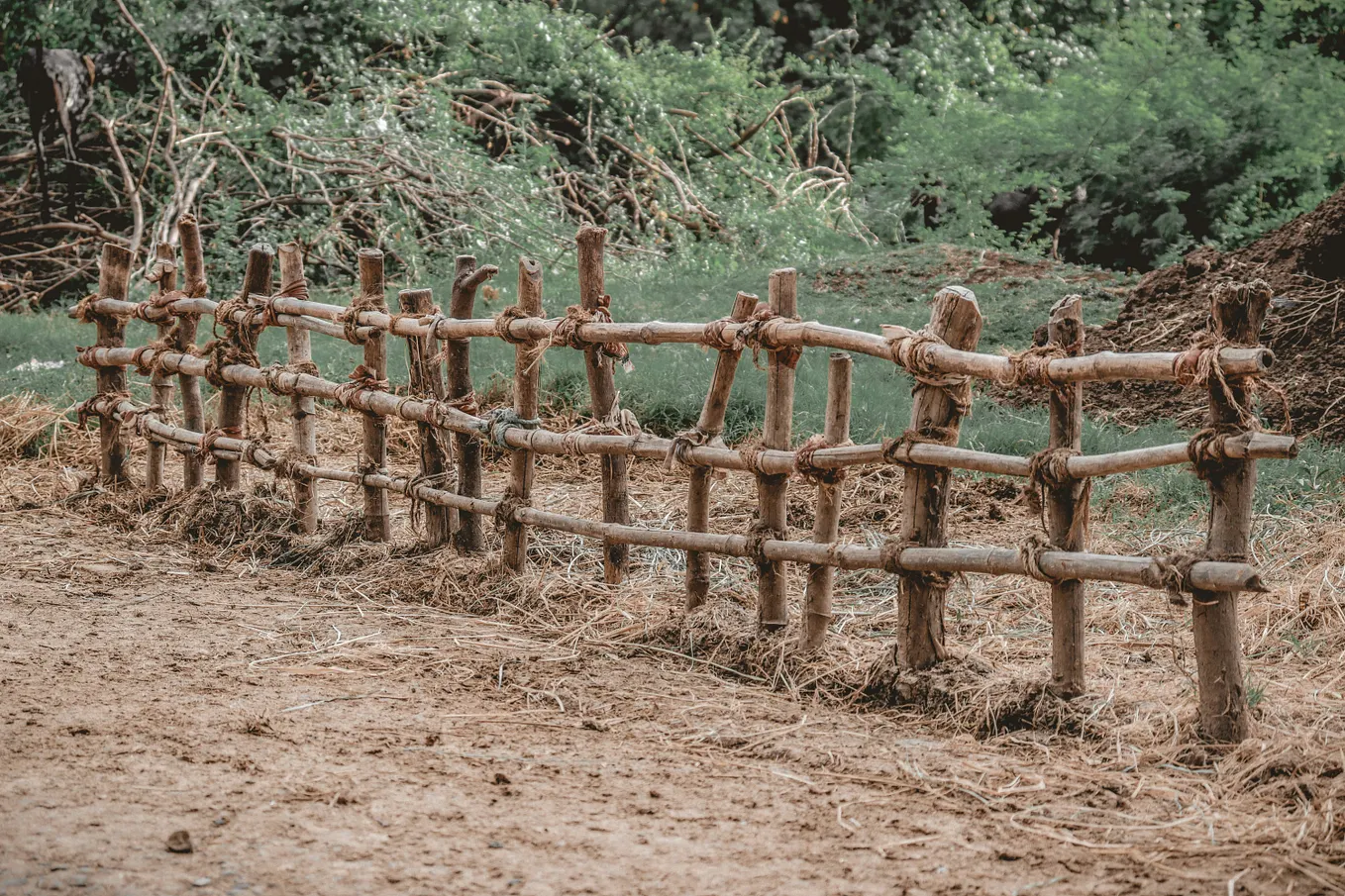 Texas Tidbits: Serving our Country with Camels | by Trisha Faye | Mid ...
