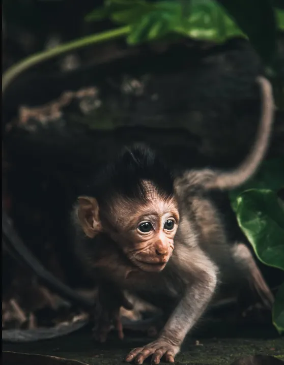 Top 12 Animals That Get Scared Easily: Their Fear Response | by Anum ...