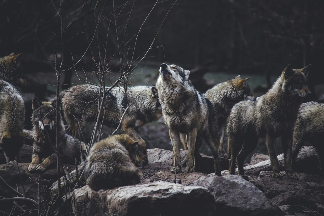 The Wolf Boy: A True Story of a Feral Child Raised by Wolves | by ...