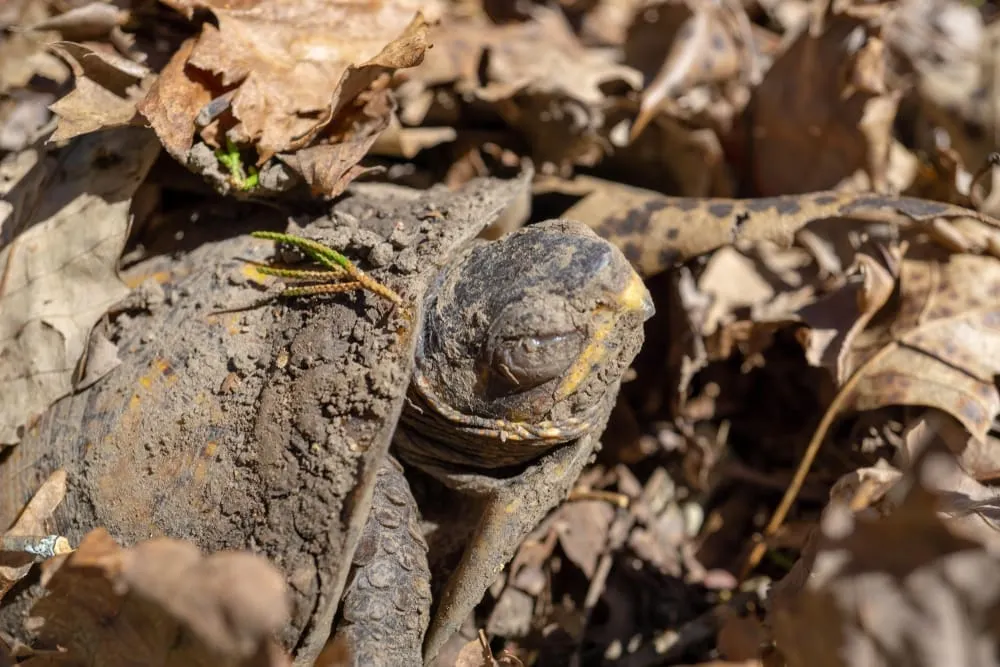 Understanding the Unique Anatomy of Turtles & Their Mysterious Shells ...