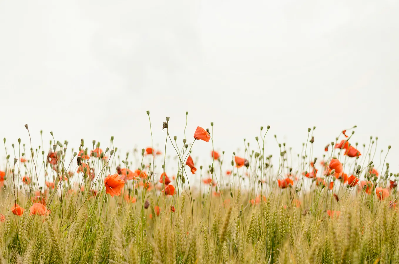 Swift : What “Implicit Conformance to a Protocol” means | by Swift ...