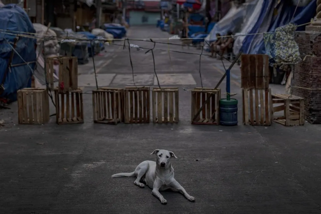 State of Animals in Natural Calamities | by Project PALS | Medium