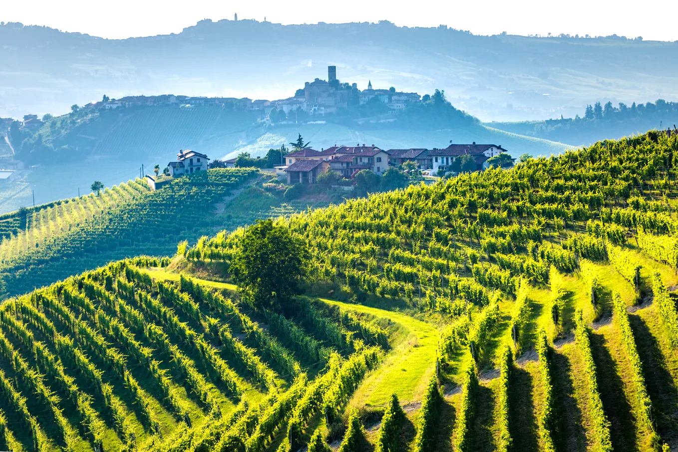 The Alba Truffle Fair Guide 2025: All You Need to Plan Your Visit | by ...