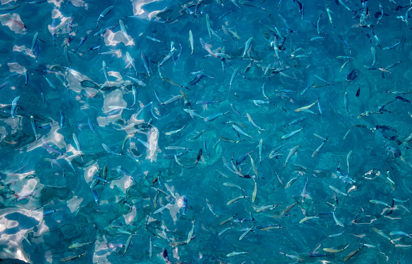 Toxic Waters, Tainted Harvests: How Water Quality is Threatening Our ...