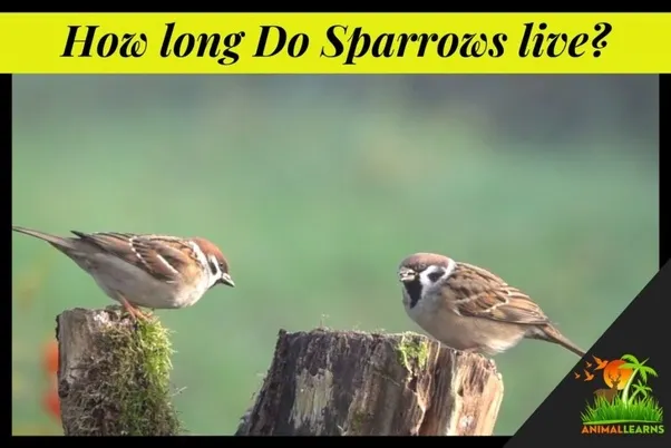 Top10 Amazing Examples of Clumsy Animals — Animallearns | by Animal ...