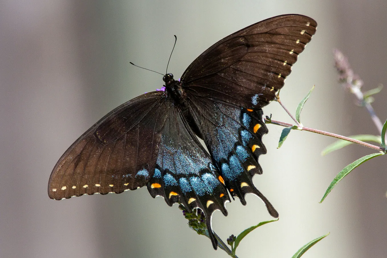 Level Up Your Python Skills: Guide to Classes — Part 16: Data Classes — II | by Siva Kottapalli ...