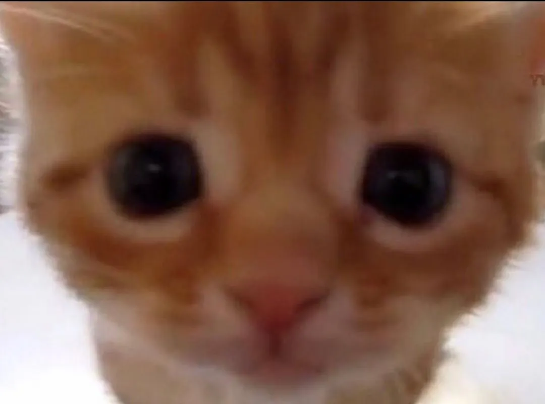 STDiO CTF 2025: All (Pwnable) writeup | by Natsuiro XCN | Nov, 2025 | Medium