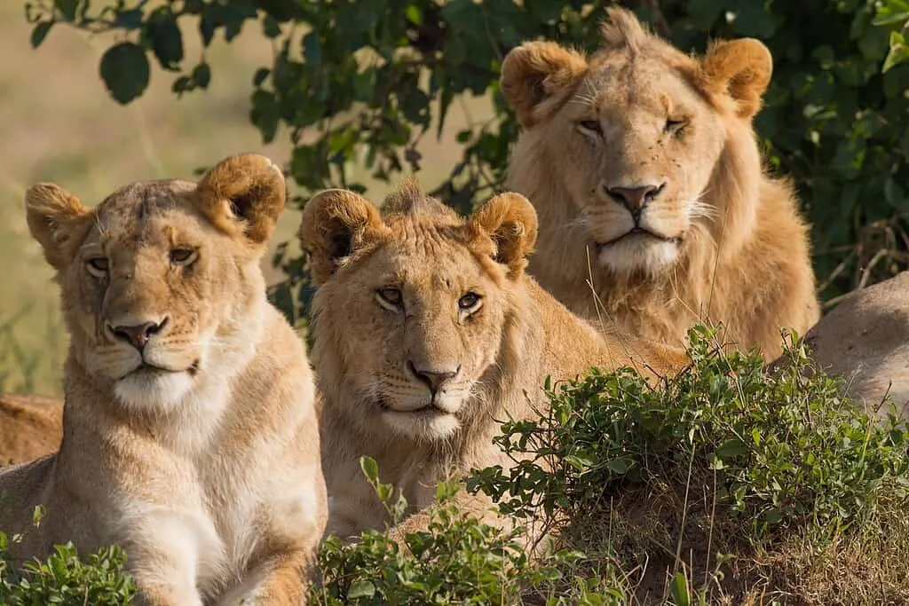 Top 16 Predators in the Food Chain | by Animals Around The Globe | Medium