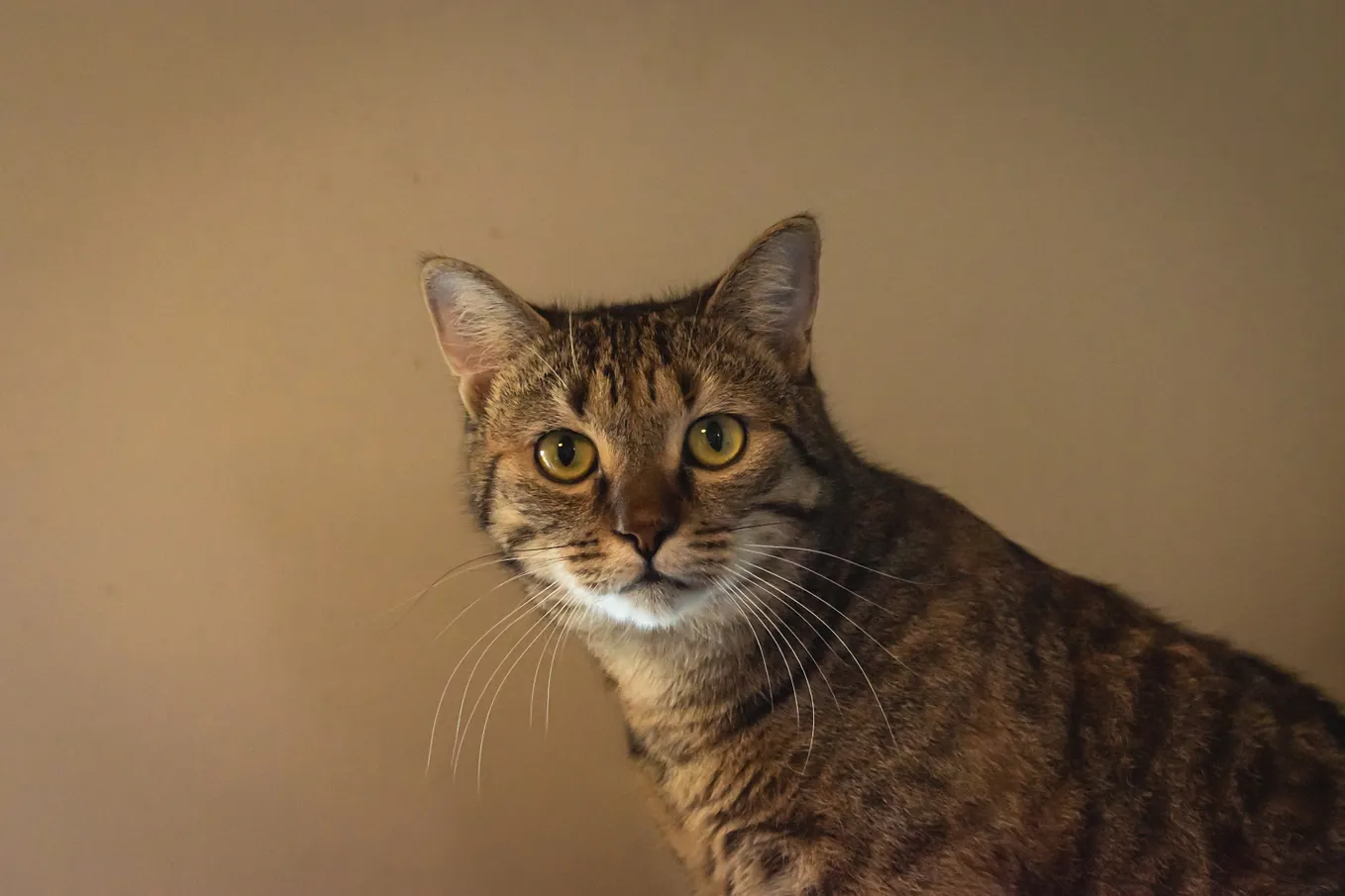 Llm 9 Encoder Decoder Models Vs Decoder Only Models By Santa