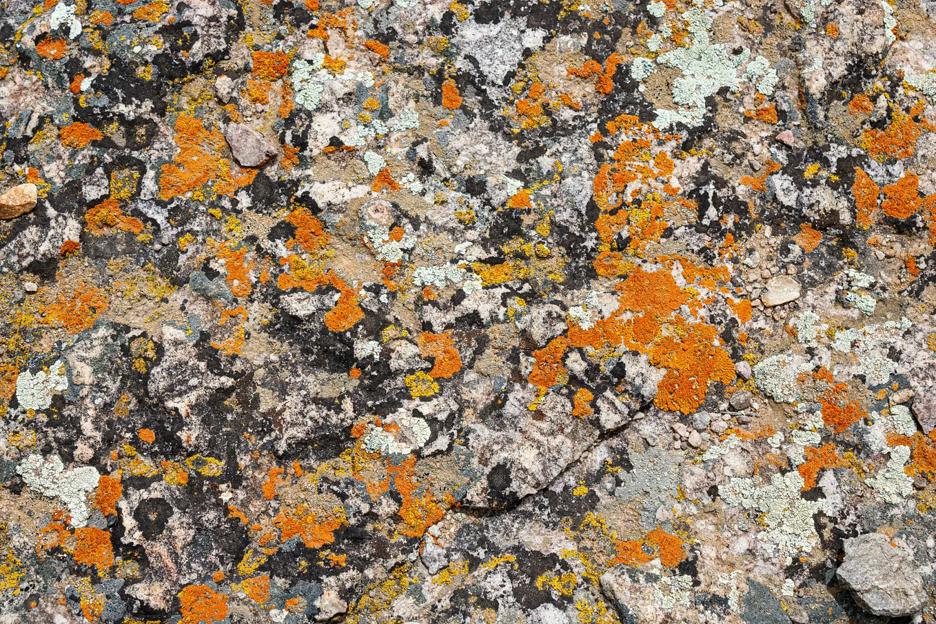 The Silent Life of Lichens. Mid-December. The days are short, and… | by ...