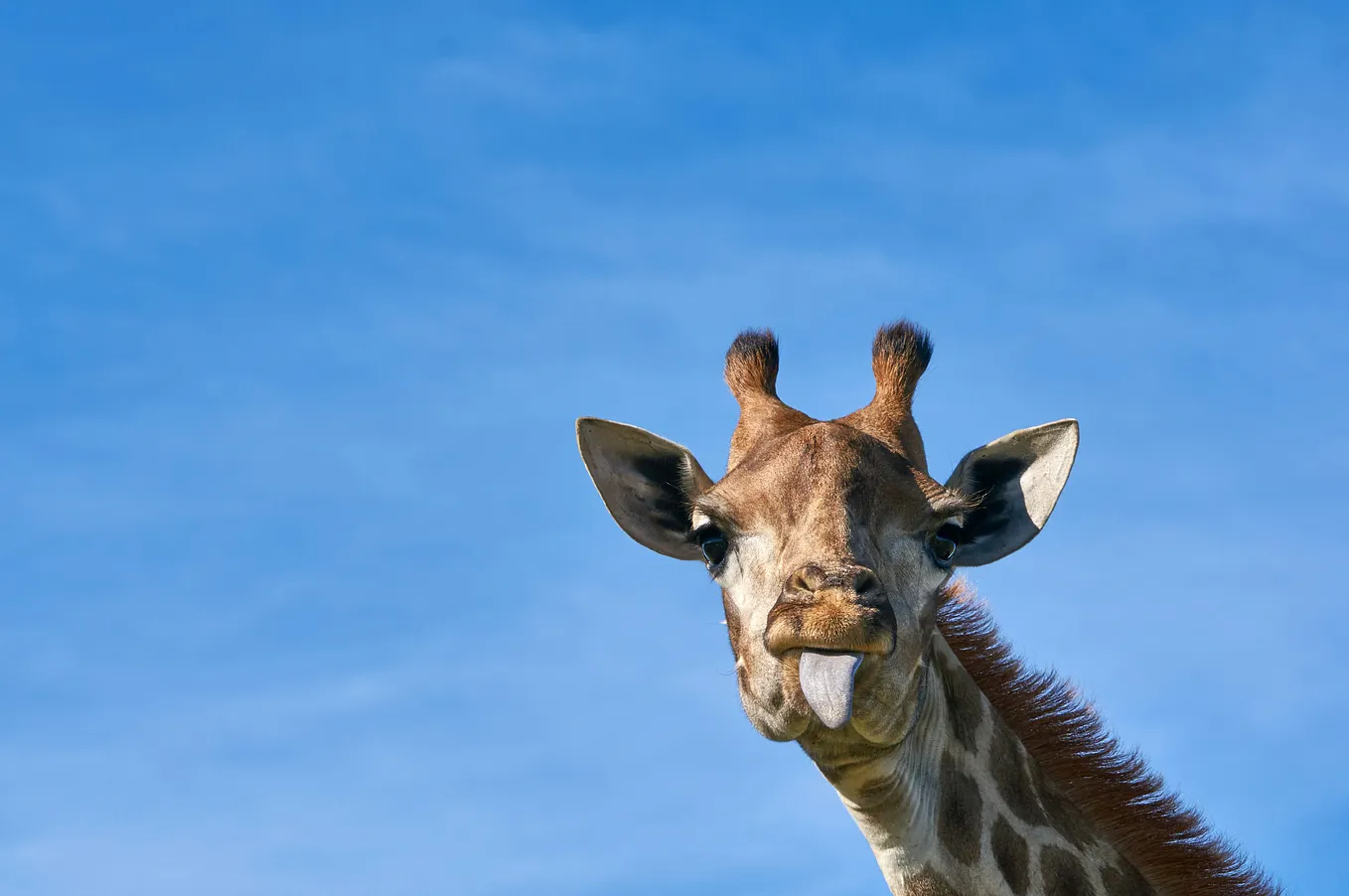 Wildlife: friendship of zebra and rhino | by Animal Explorer | Medium