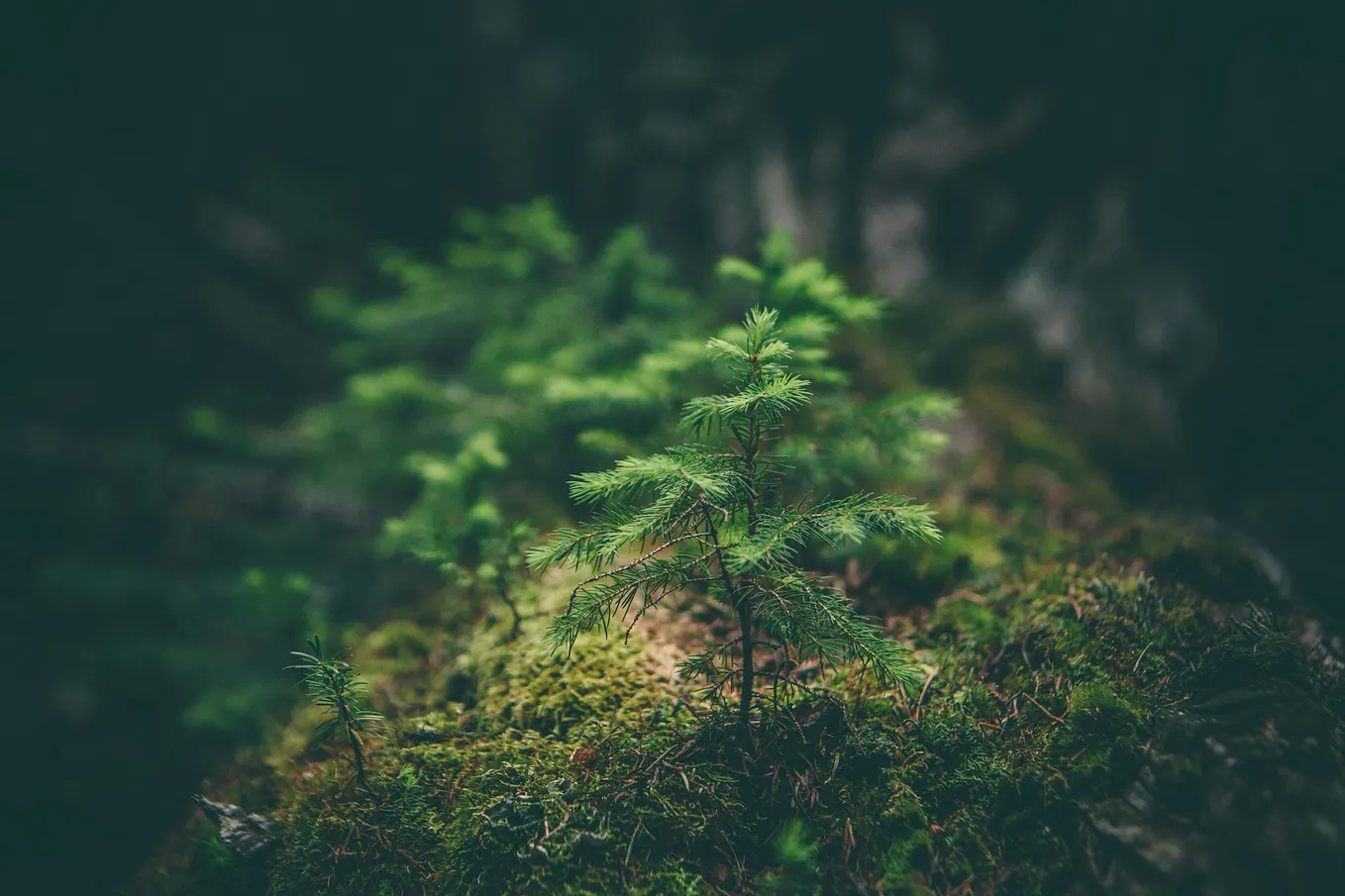 Grief. A lesson in saying goodbye | by Ryan O’Connell | Medium