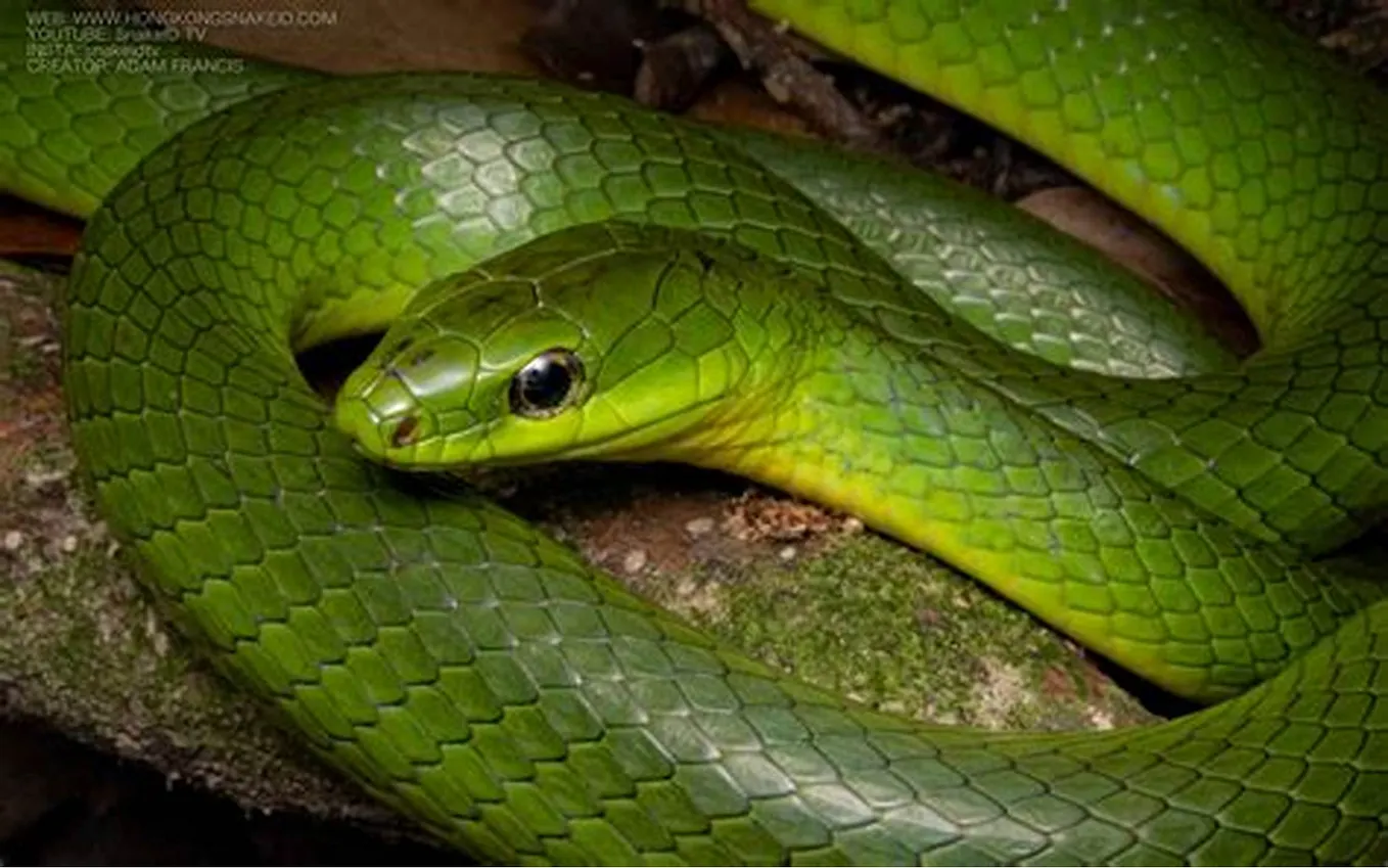 The role of zoology in conservation: Understanding nature to protect it ...