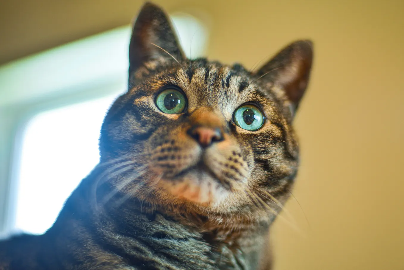 Optimizing Icon Sets in React Native: Avoid Shipping 5MB of PNGs | by ...