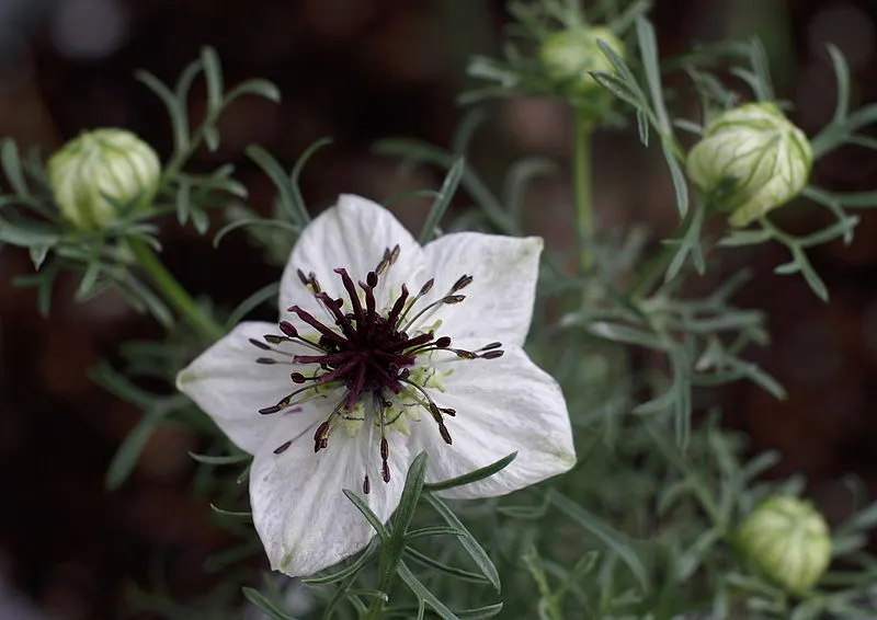 Therapeutic Properties of Black Seed (Part 4 of 7) | by Safia Fatima ...