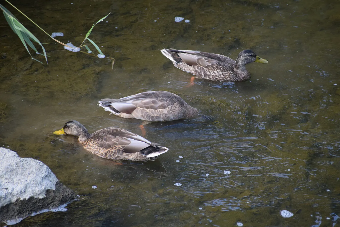 Major Cold Solar Term: Meaning, Traditions, and Spring’s Arrival | by ...