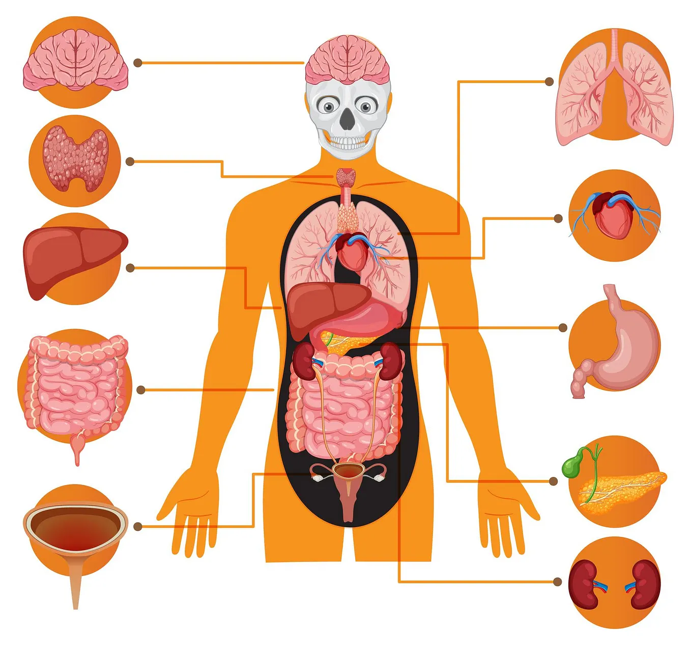 Designing a 3D Human Heart Model for AR/VR Learning | by Tanisha | Feb ...