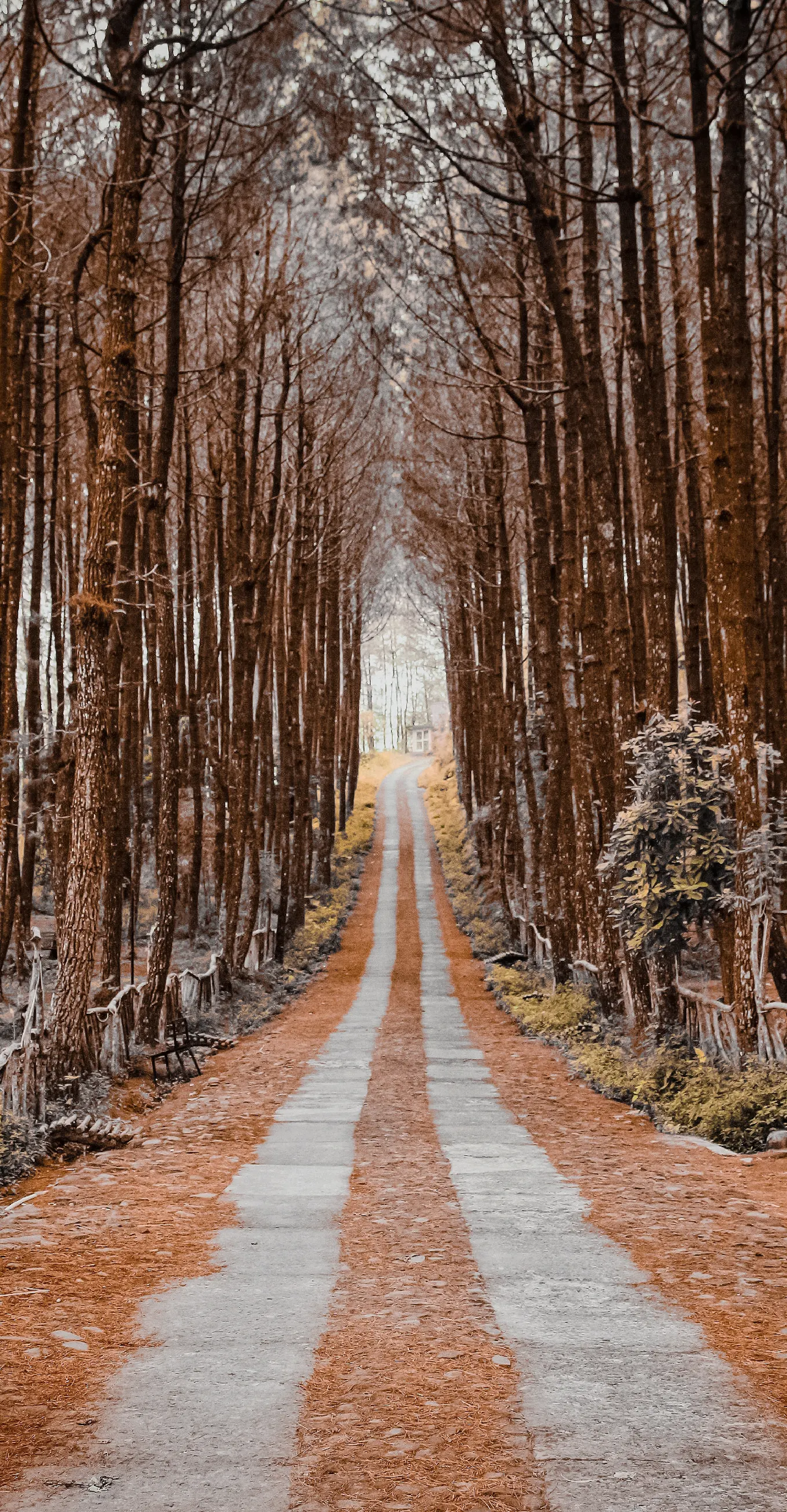 Jung vs. Freud: Contrasting Approaches to Psychoanalysis | by Oliver ...