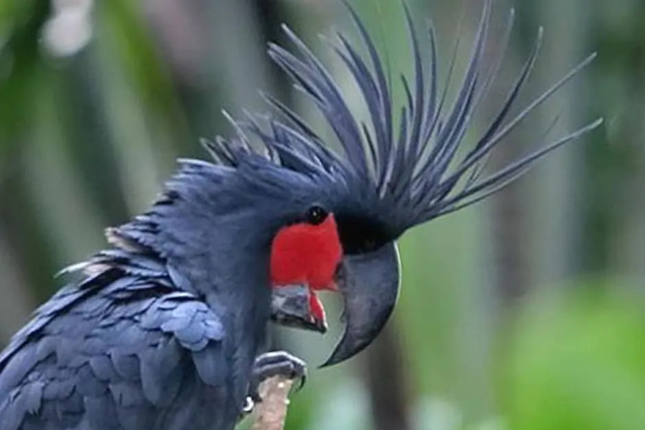 10 Types of Cockatoo. There are several varieties of… | by Krafty ...