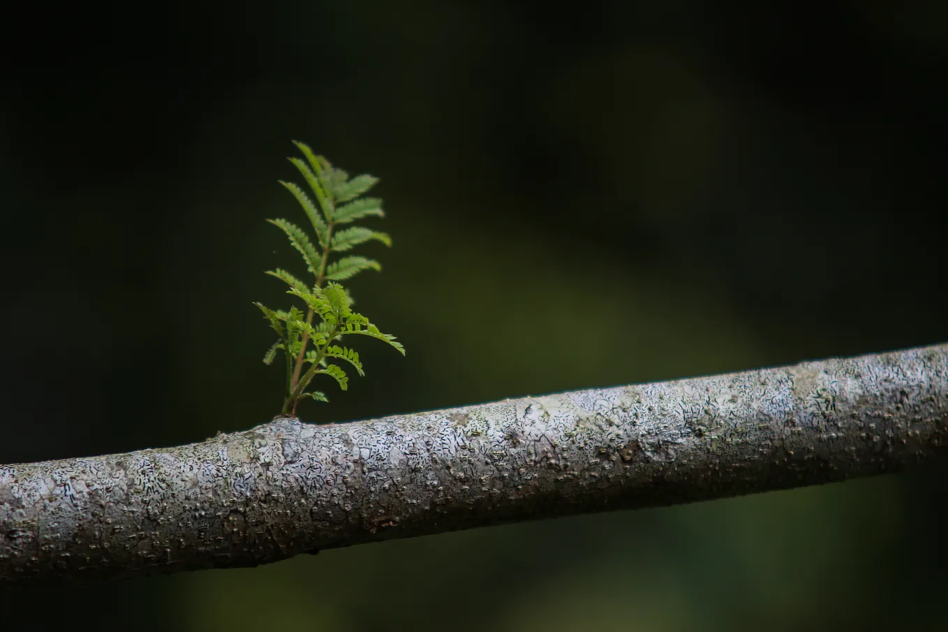The Good, The Bad, The Ugly of Devcontainers | by Stephen Paulin | Medium