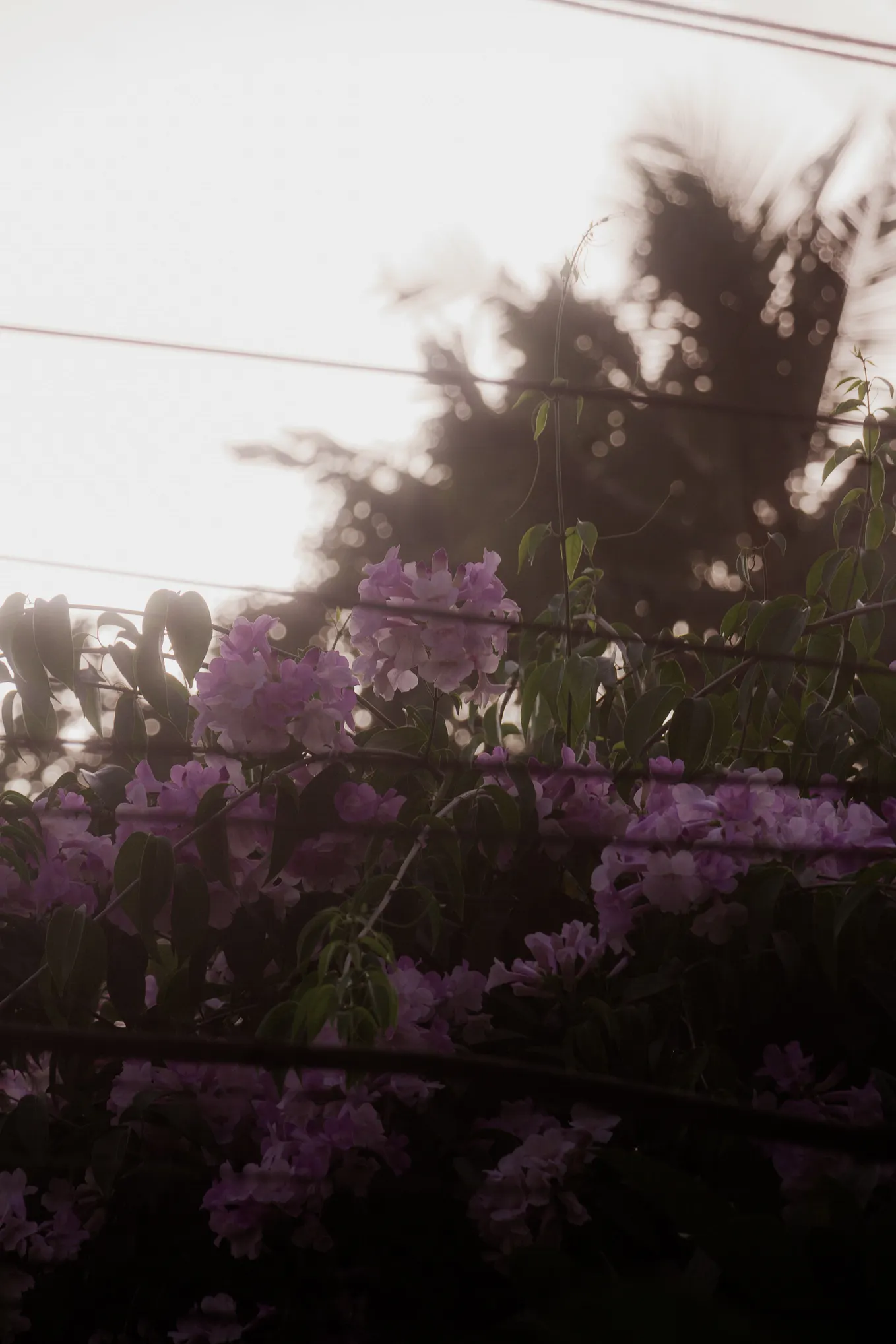 contentment. came with the feeling of longing | by Sunfloré | Medium