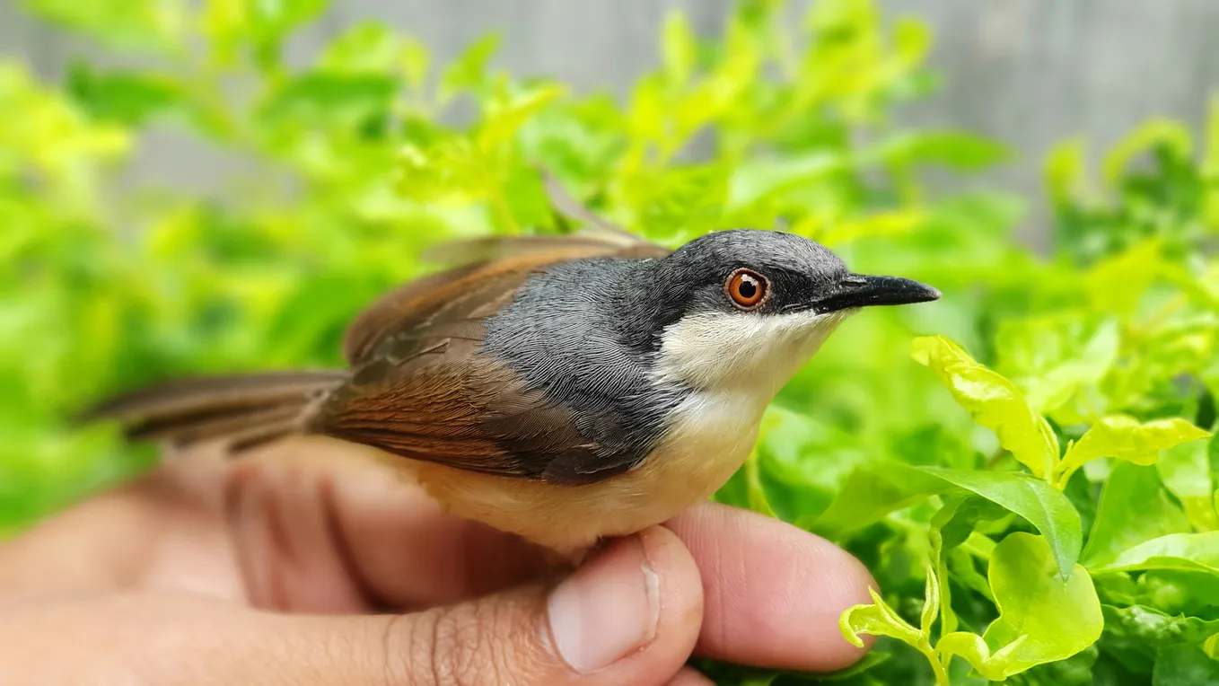 Resolving Login Issues In Blazor Server With Aspnet Core Identity Net Programming