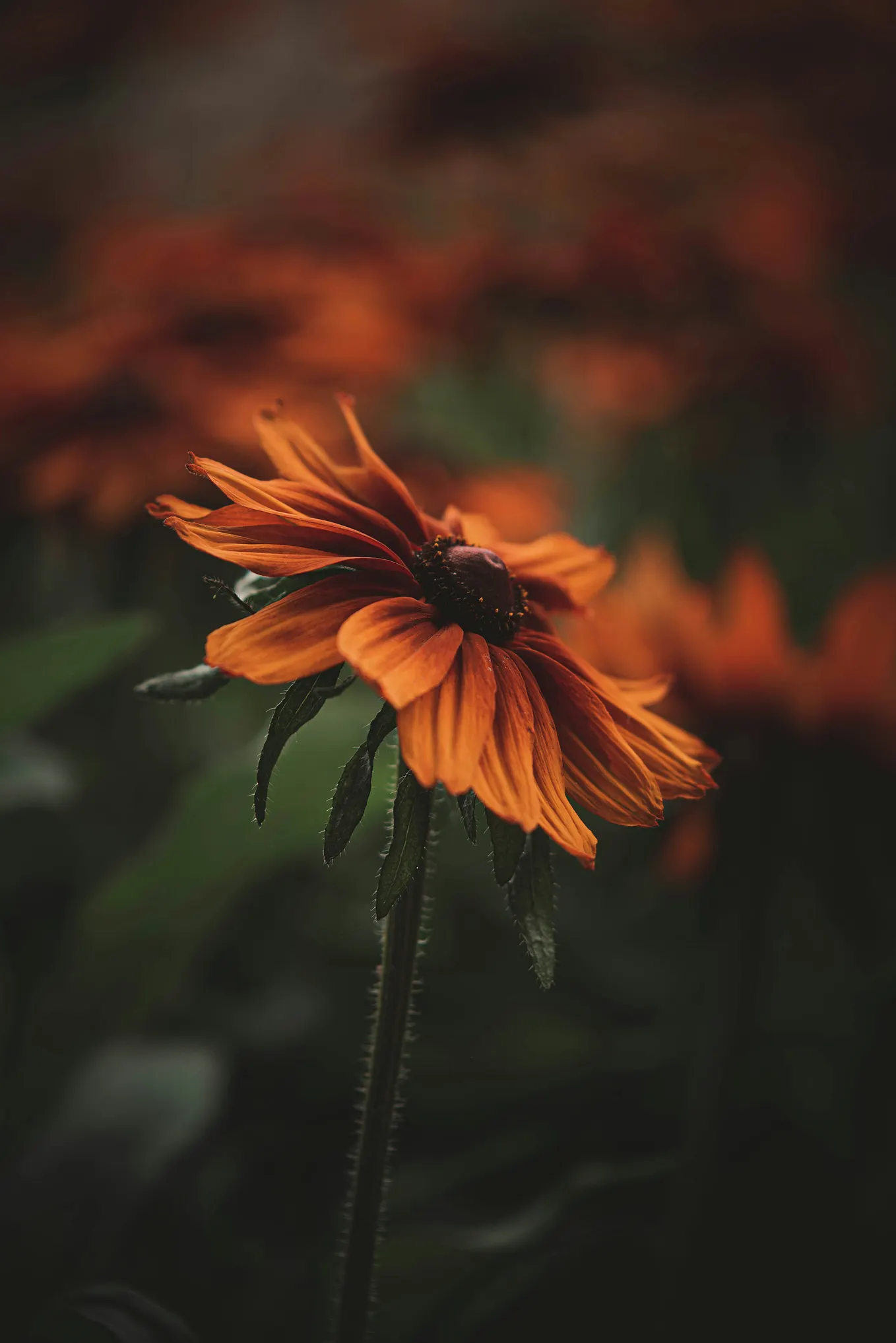 A Little Light I Found - The Quiet Corner - Medium