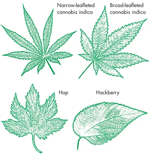Understanding Tolerance: Mechanisms, Types, and Its Role in Drug ...