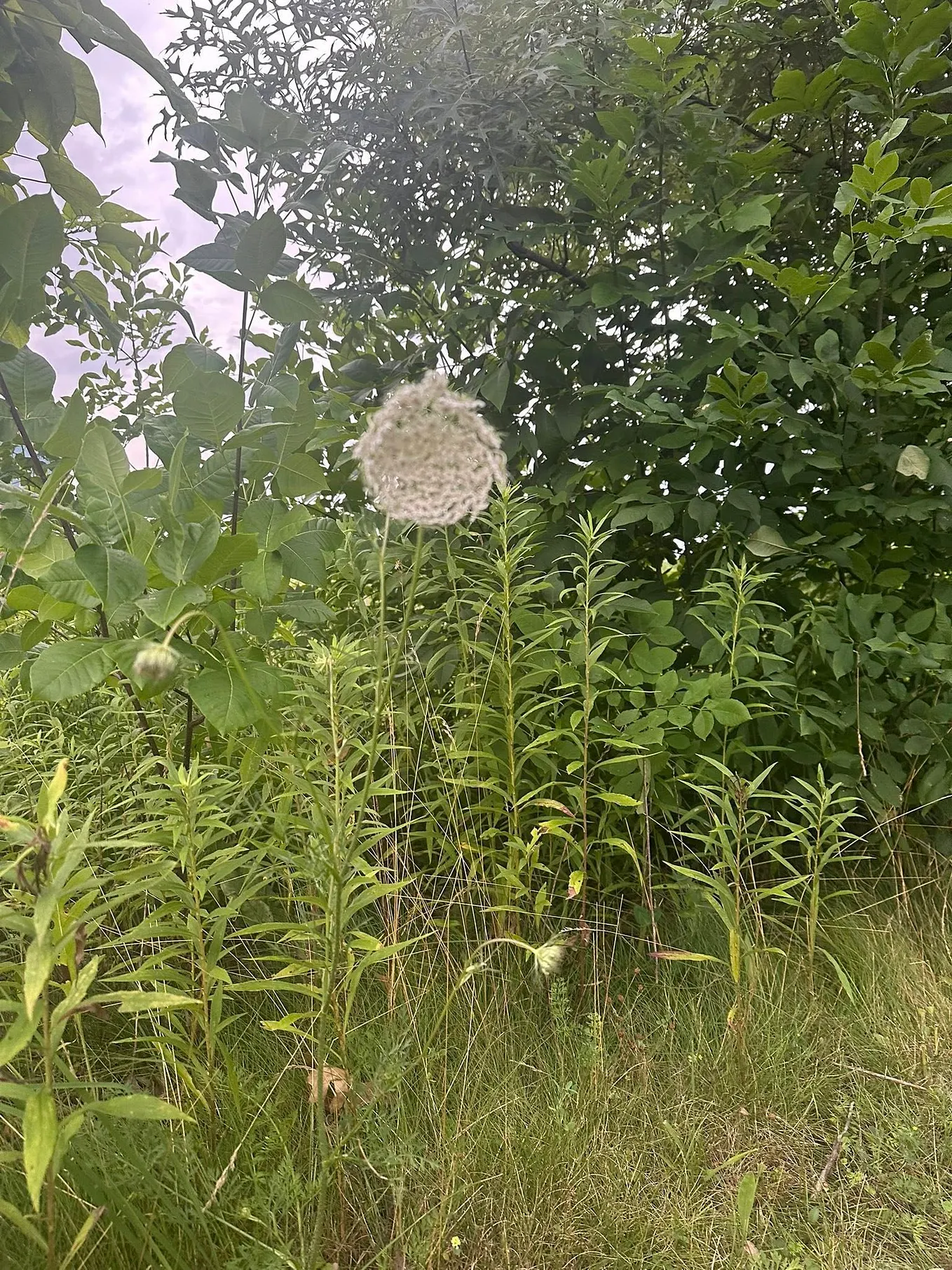 Is Stealing A Brainrot Destroying My Child? | by Jamie Knell | Medium