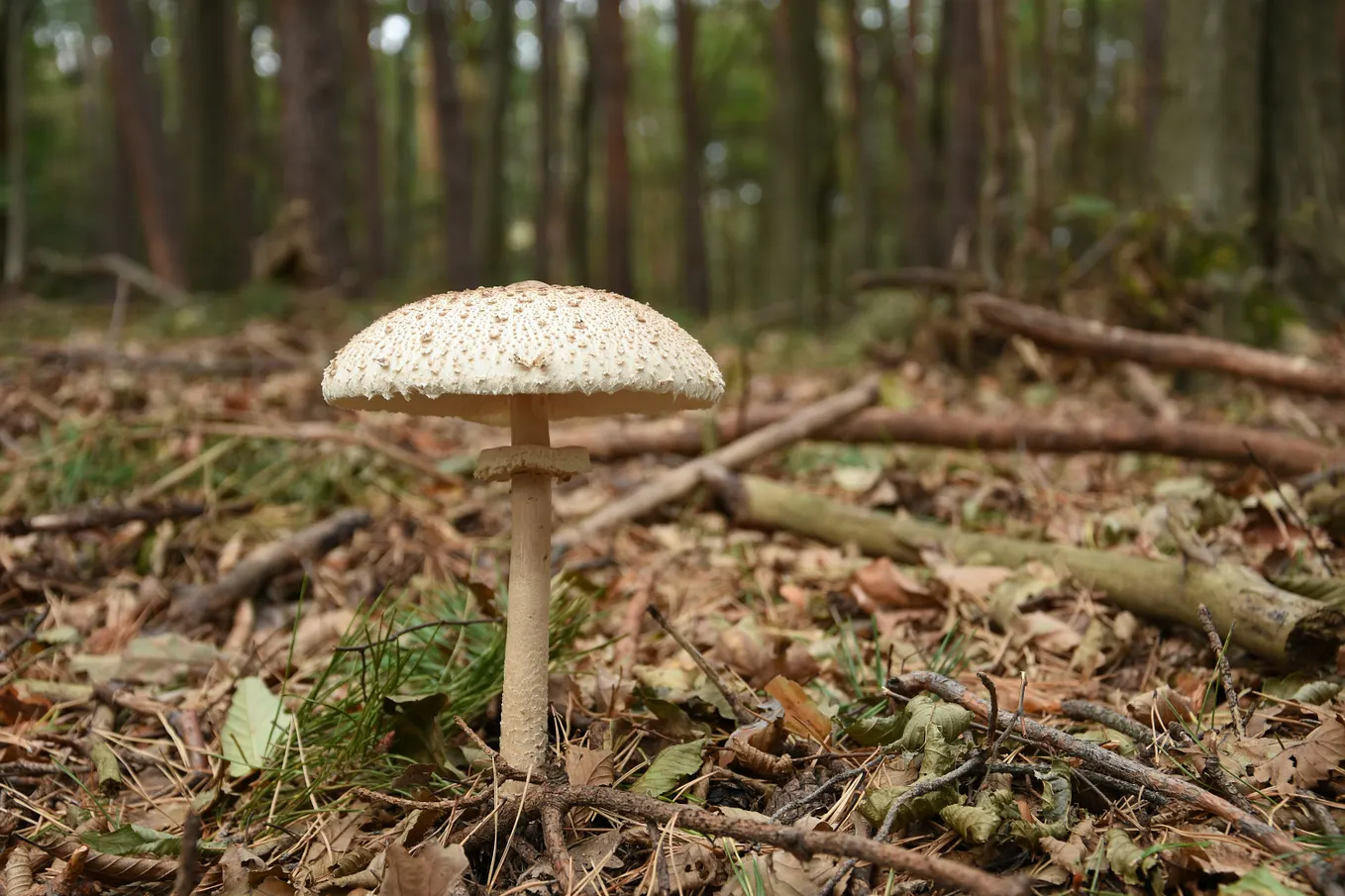 Handling Api Rate Limits With Python A Simple Recursive Approach By