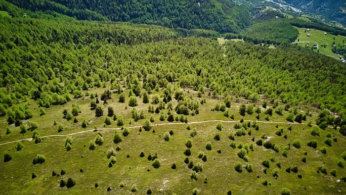 The Tragic Tale of Packsaddle Grove, by Jennifer Normoyle | by ...