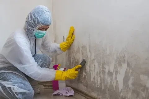 Mold Removal: Thanks for breaking down the process of Mold Removal so ...