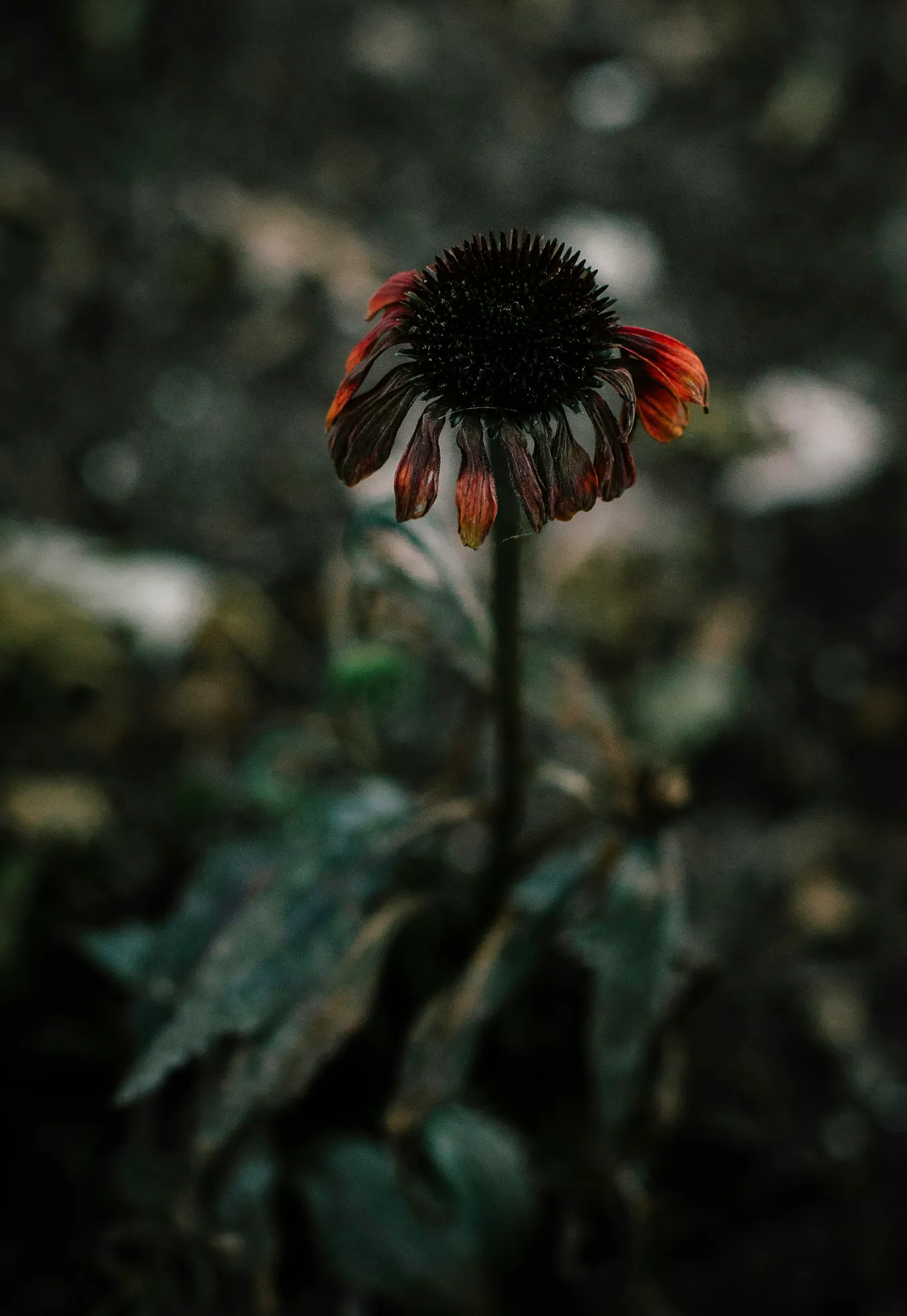 Bila Abrak di Rumah Telah Melupas Kulitnya | by toko roti | Meja Sajak | Oct, 2025 | Medium