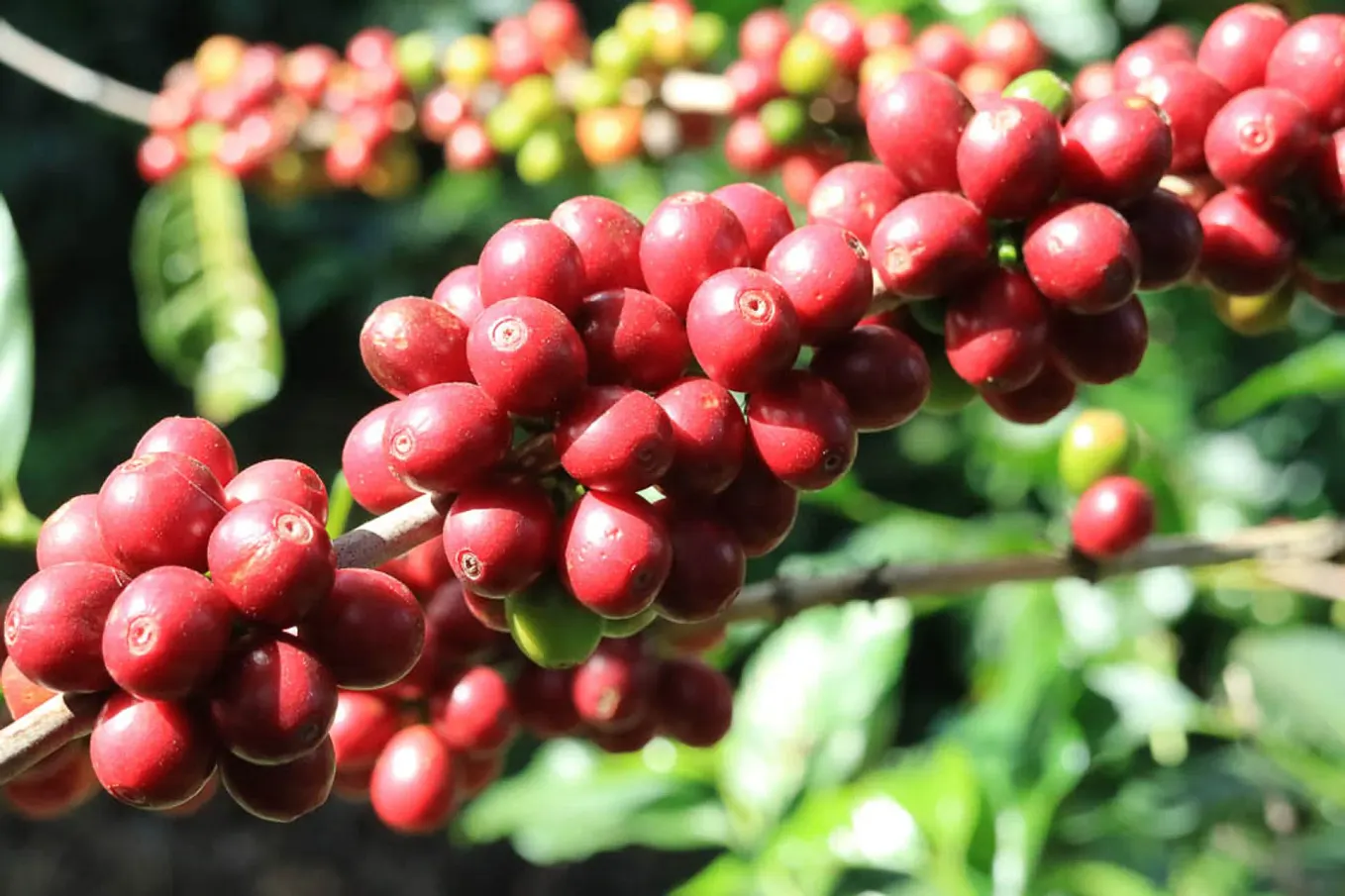 Flavor Profile and Taste Description of Ethiopia Yirgacheffe Aricha G1 ...