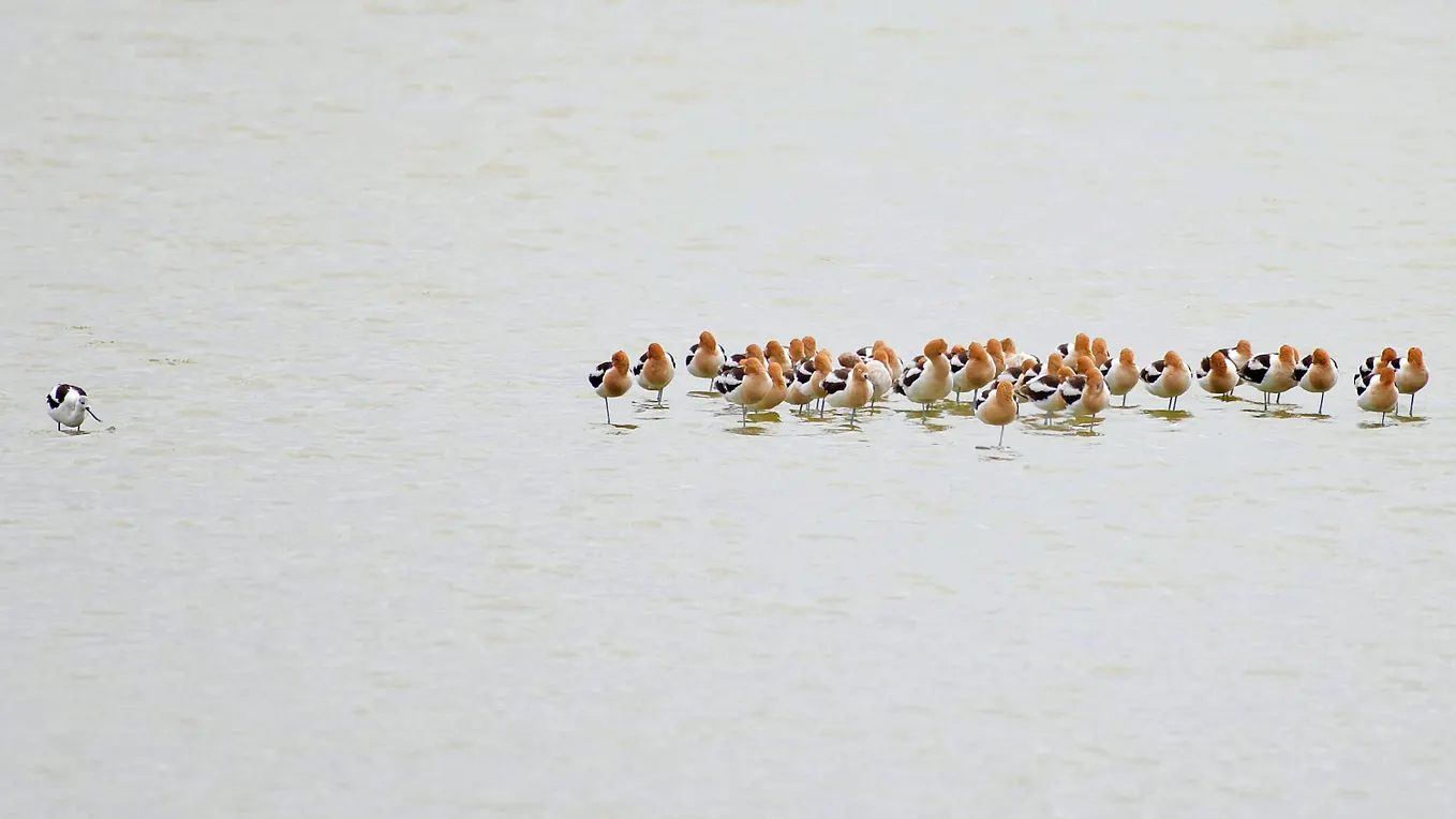 Mastering Null Values In Snowflake A Complete Guide To Defaultnullordering By Satish Kumar