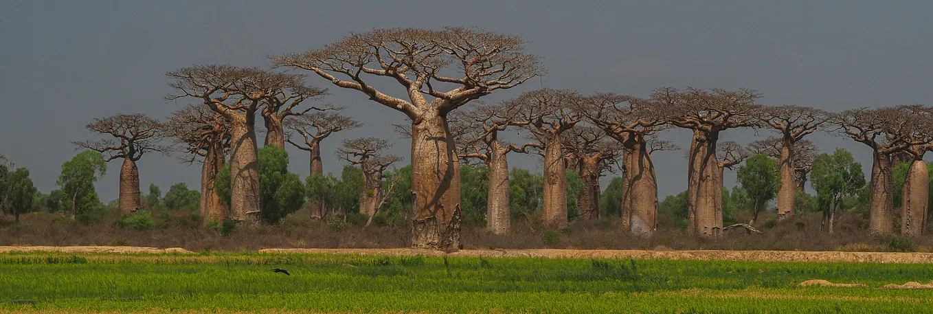What is Ifa? An Introduction to the Yoruba Spiritual System | by Kelly ...