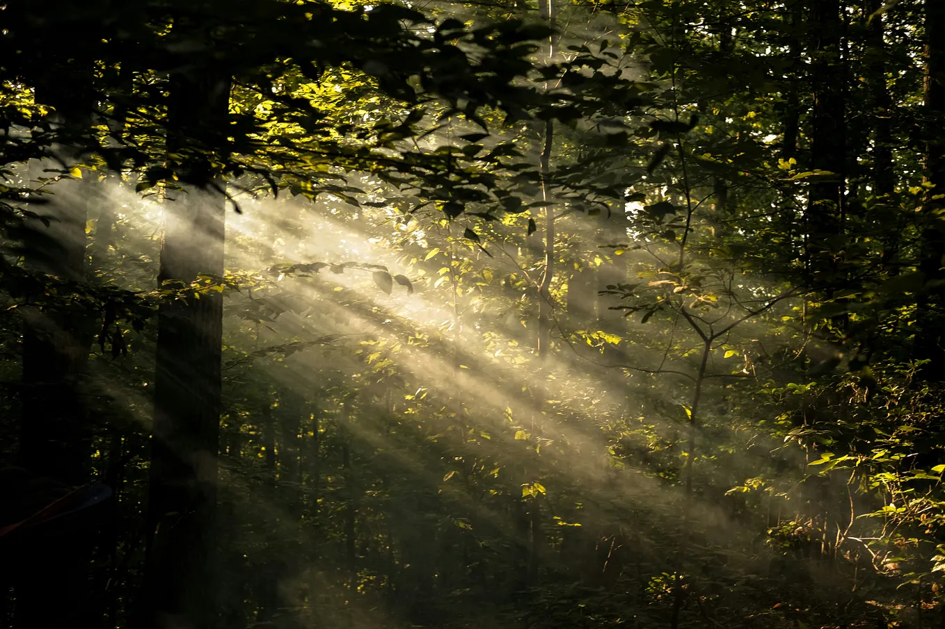 A One-Word Meditation Instruction: Observe | by Alan Lew | Medium | New ...