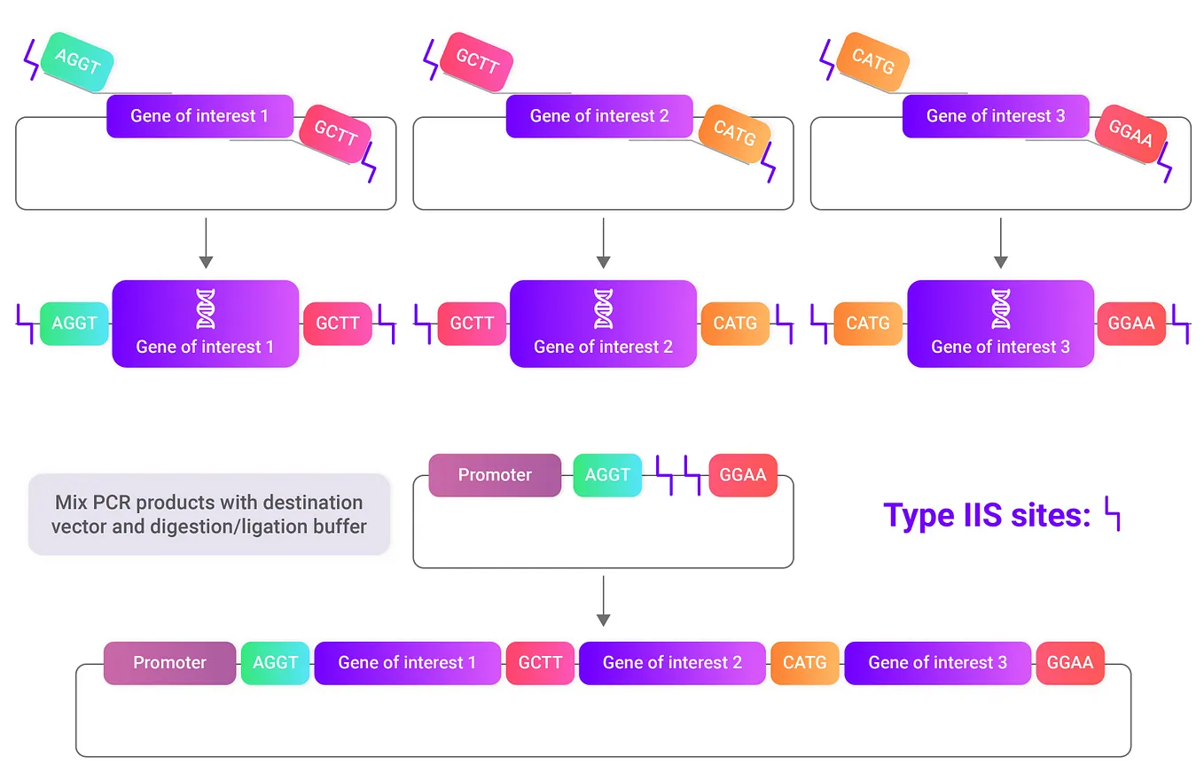 Decoding Gateway Cloning: A Step-By-Step Guide | by Mendelgen | Medium