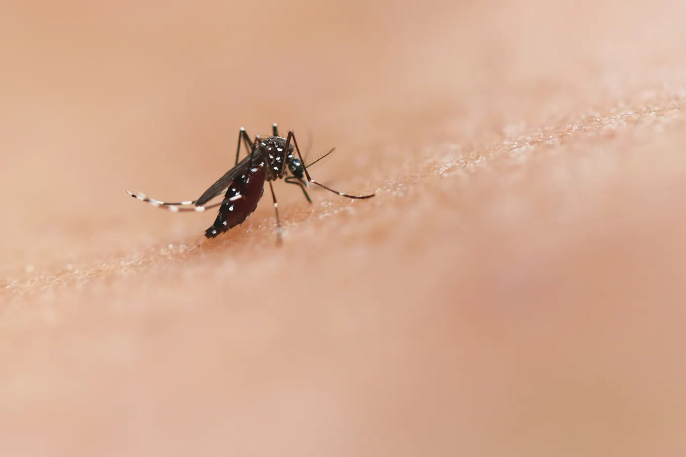 Bilious Fever: Causes, Symptoms, and Natural Treatment at Home ...