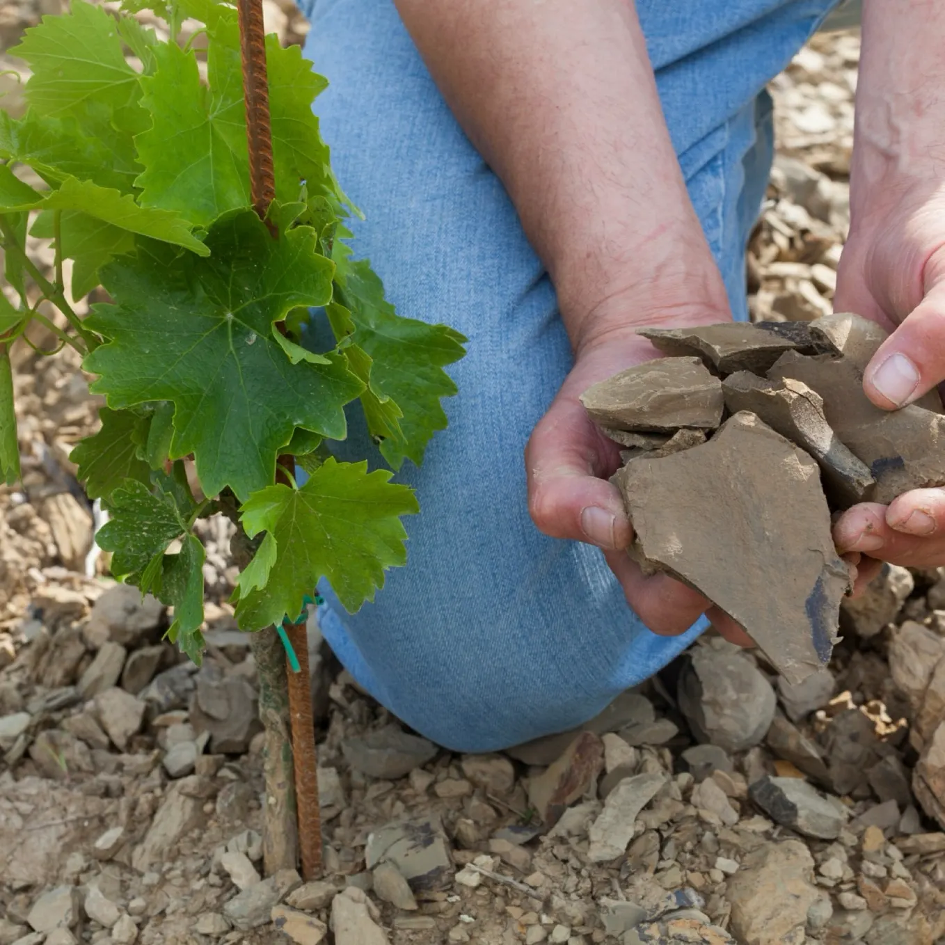 Wine Ratings Explained (2025): The Ultimate Guide to RP, WS, JS & 20 ...