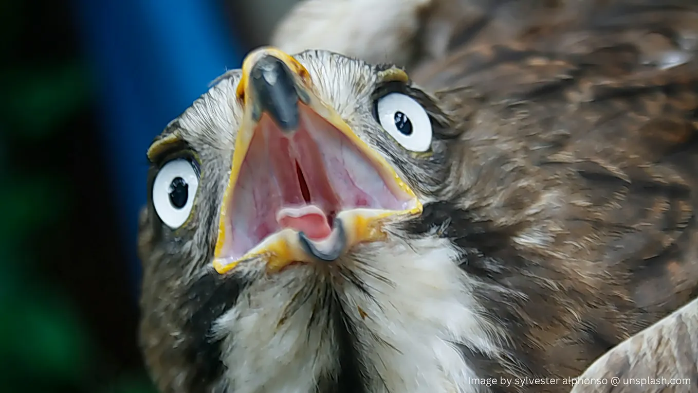 Clean vs Unclean Animals. The reasons and whether it matters… | by Jane ...