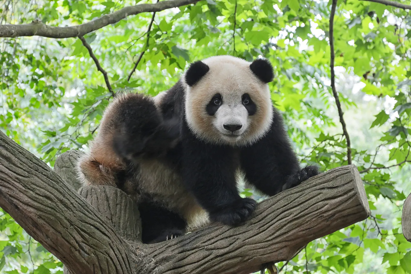 A practical guide using Pandas and TheFuzz to tackle messy data ...