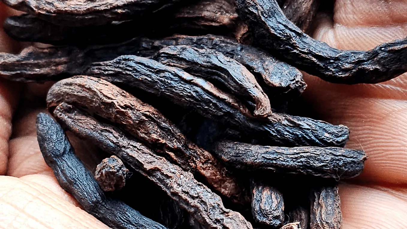 Enchanting Roots: The Culinary and Medicinal Wonders of Mondia Whitei ...