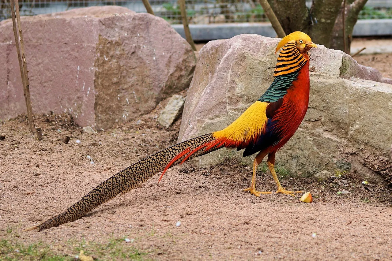 7 Yellow Golden Pheasant Facts That Few People Know | by Pets Of usa ...