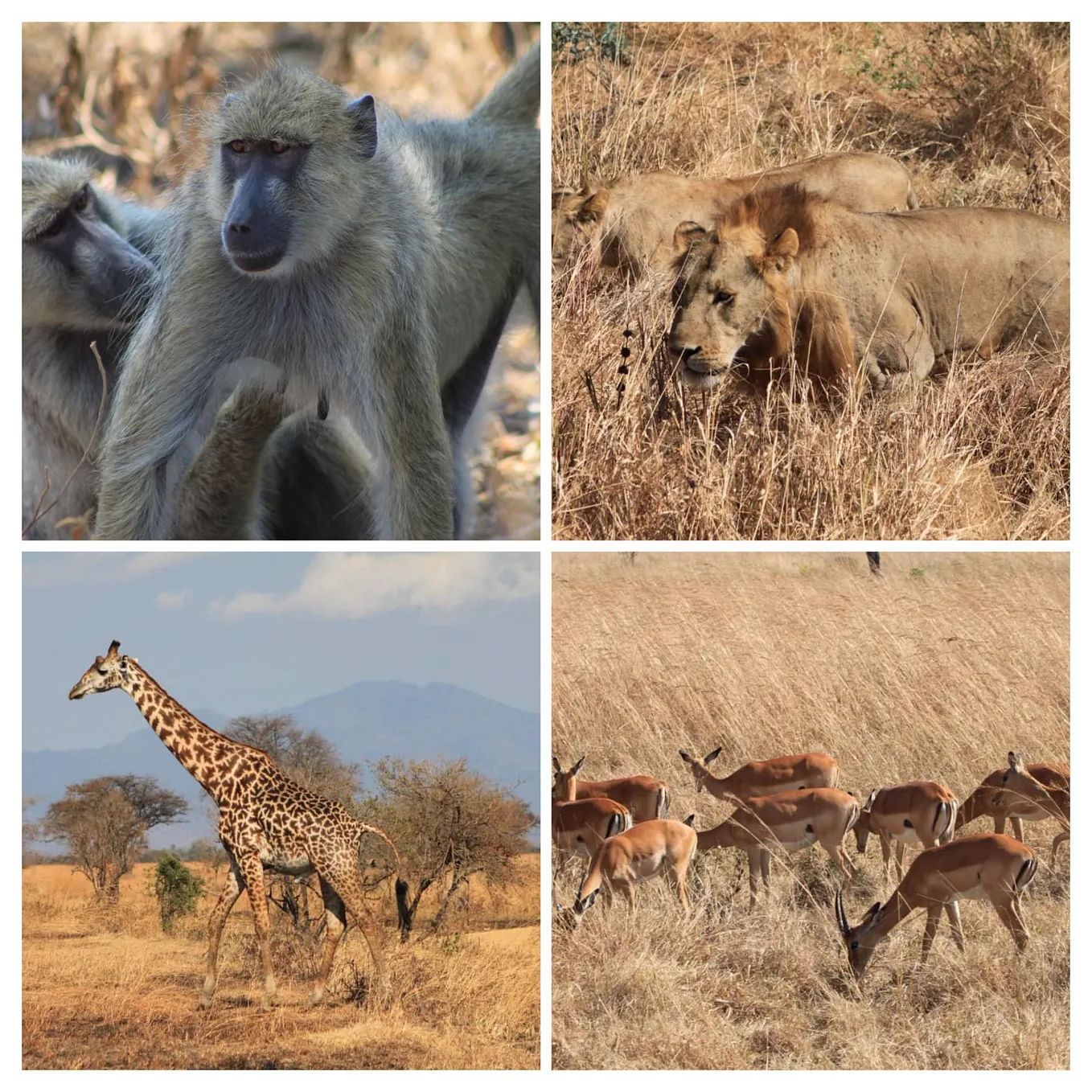 Kilimanjaro Song “Jambo Bwana” meaning and Lyrics | Africalife Tours ...