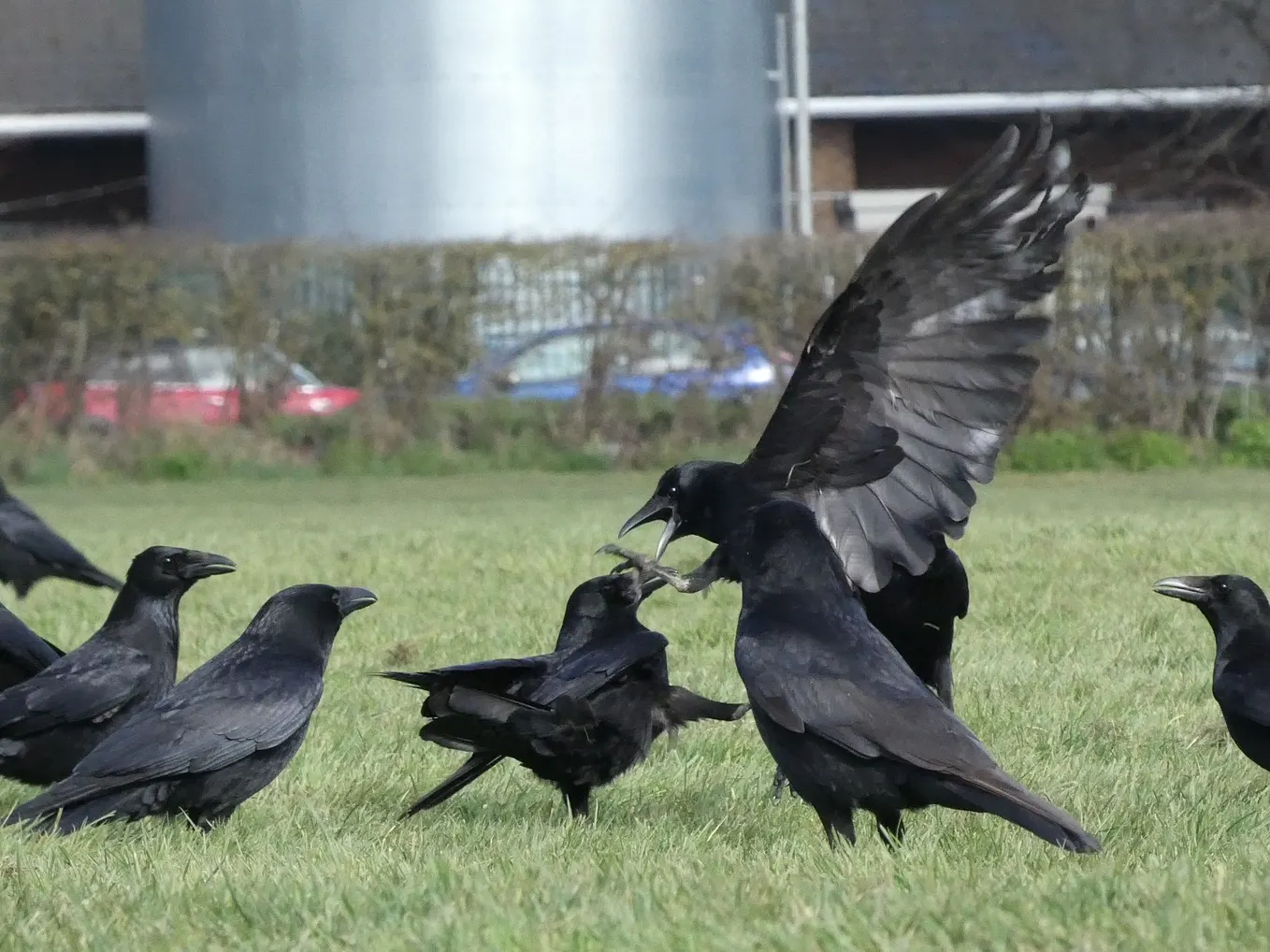 Feeding the Crows: A Quick Guide. As a specialist corvid rehabber, I am ...