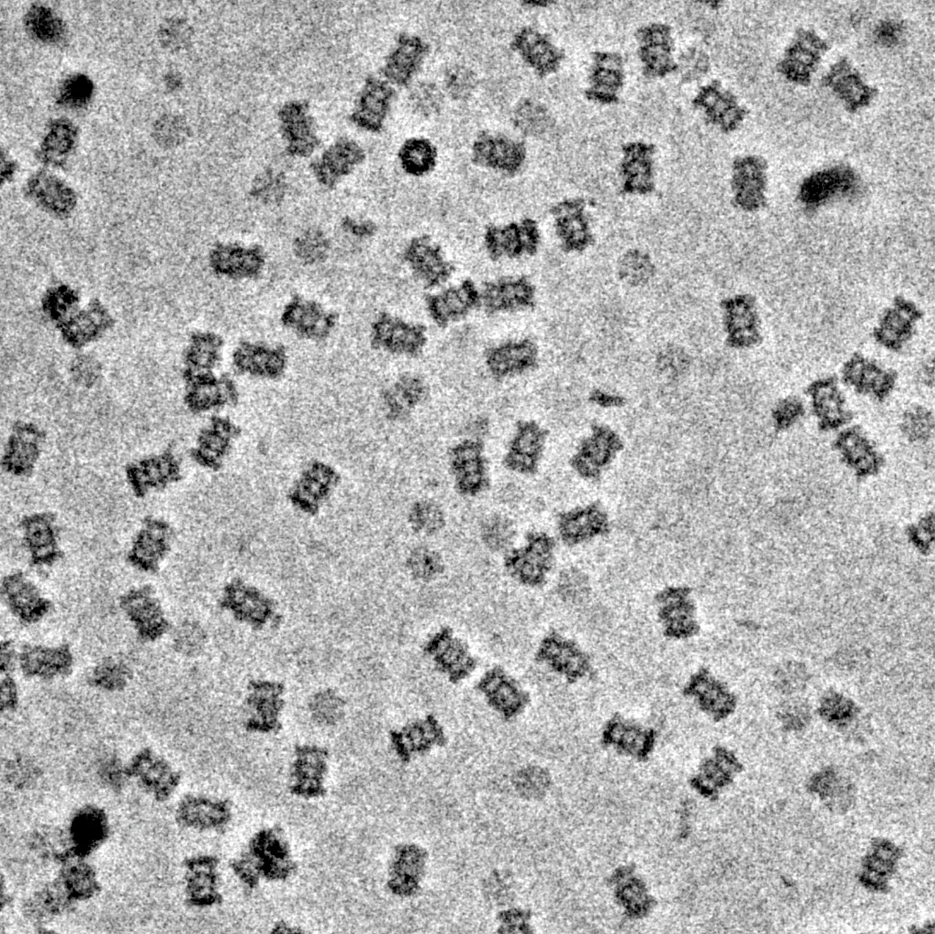 What shape is a skin cell?. Skin cells form an effective barrier… | by ...