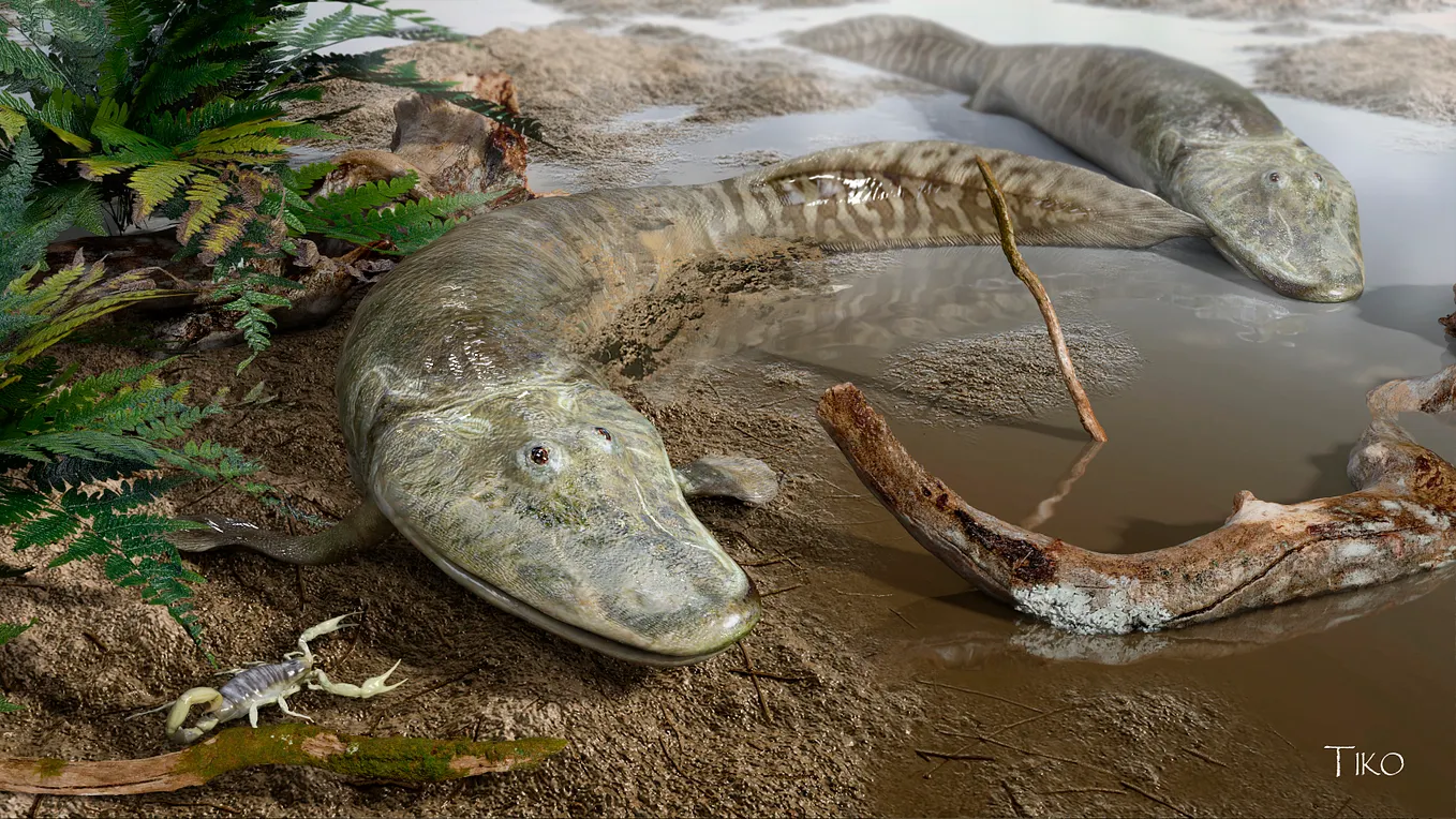 The Rise of the Cephalopods: An Evolutionary Origin Story | by Cody ...