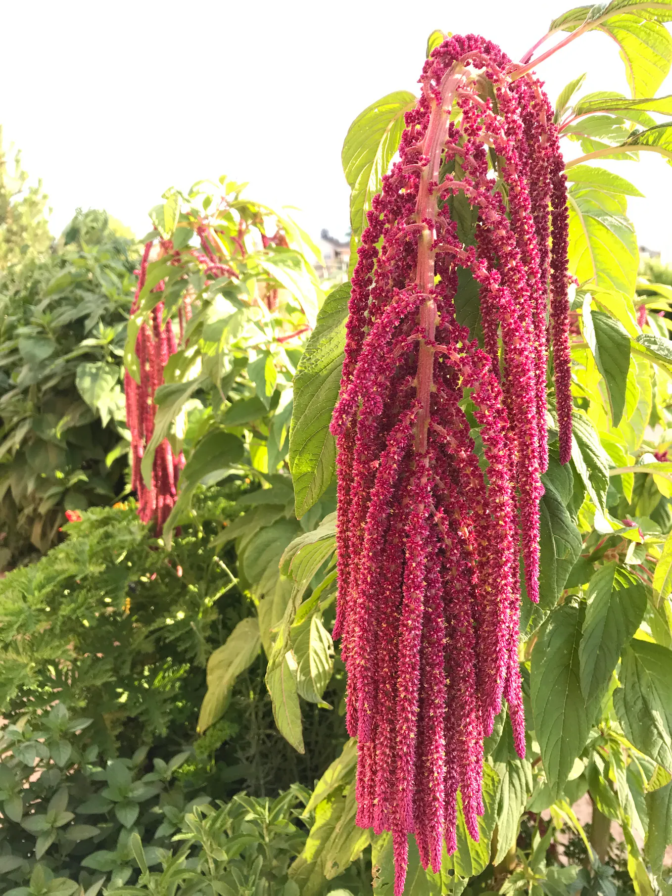 The Electric Daisy: Yes, It Makes Your Mouth Feel Like its Being ...