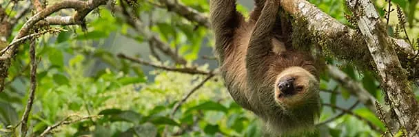 Ubur-ubur Alarm Perubahan di Laut | by Agus Hendri, S.Pd. | Nov, 2025 | Medium